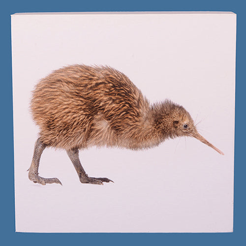 Canvas Kiwi Block | Discoveries